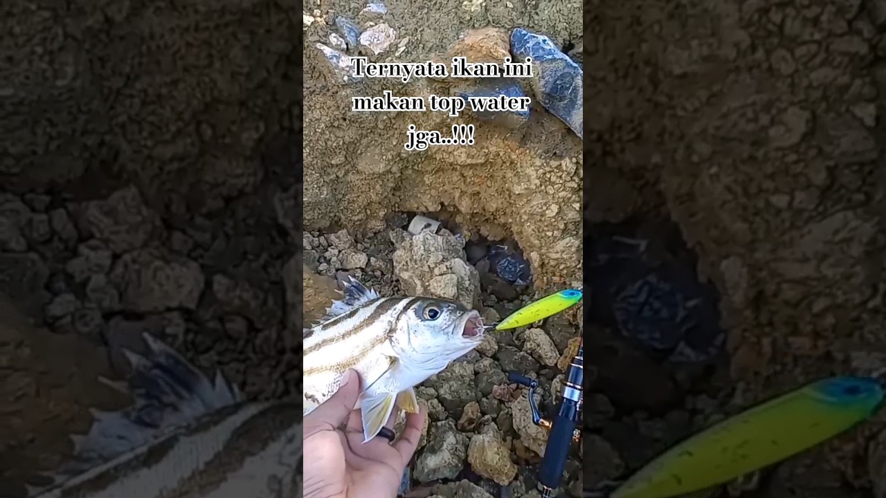 Strike Ikan juventus/Kerong pake pencil top water#ultralightfishing # ...