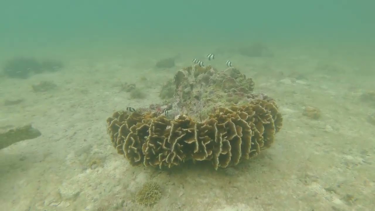 HUNTING SALAWAKI IN SIQUIJOR - YouTube