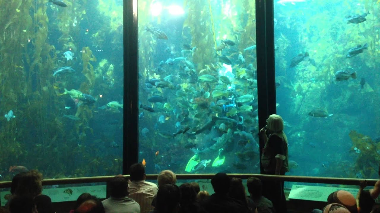 Monterey Bay Aquarium Kelp Forest Feeding Program - YouTube