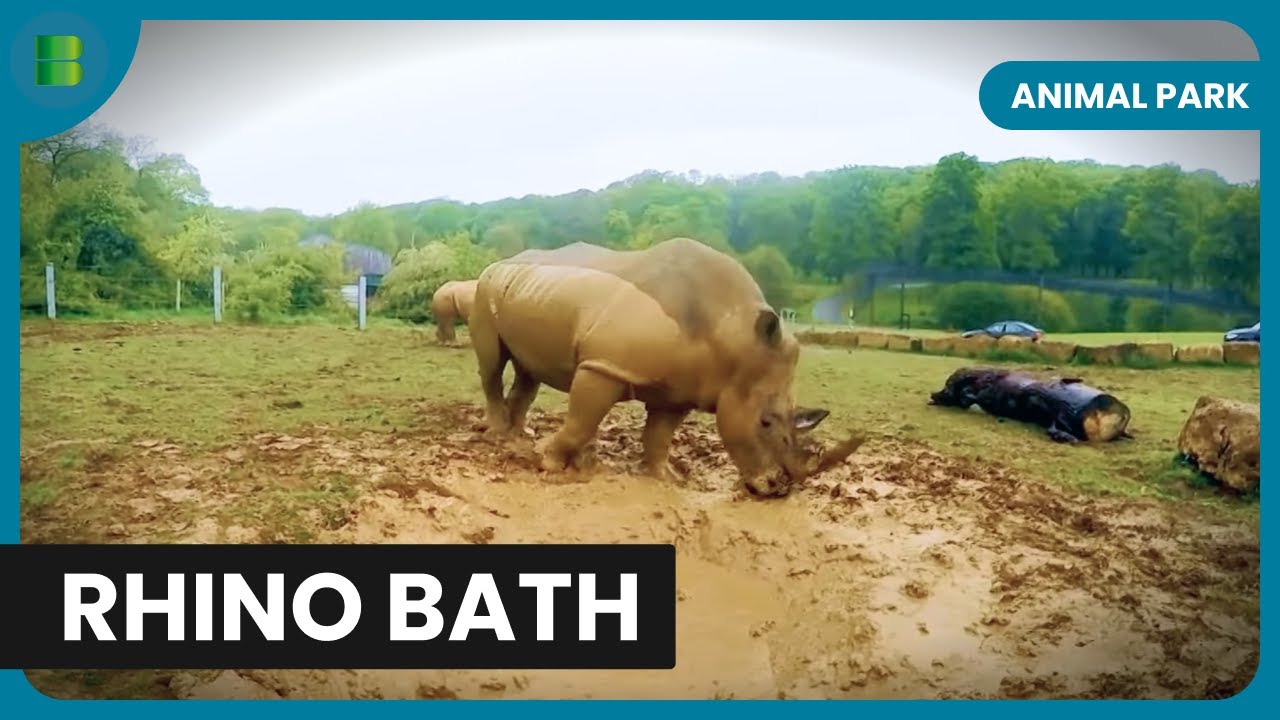 Rhinos Take a Mud Bath - Animal Park - Documentary - YouTube