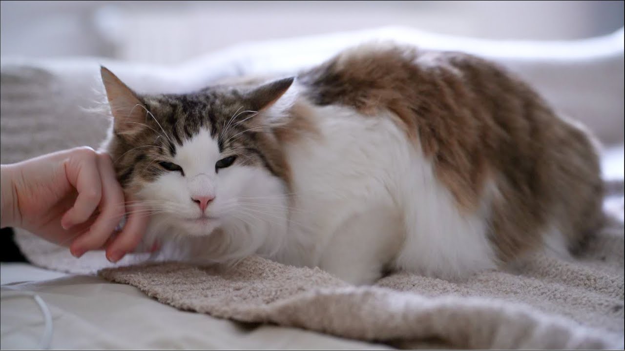Charming Apollo is a purring machine... wait for the lovebite! - YouTube