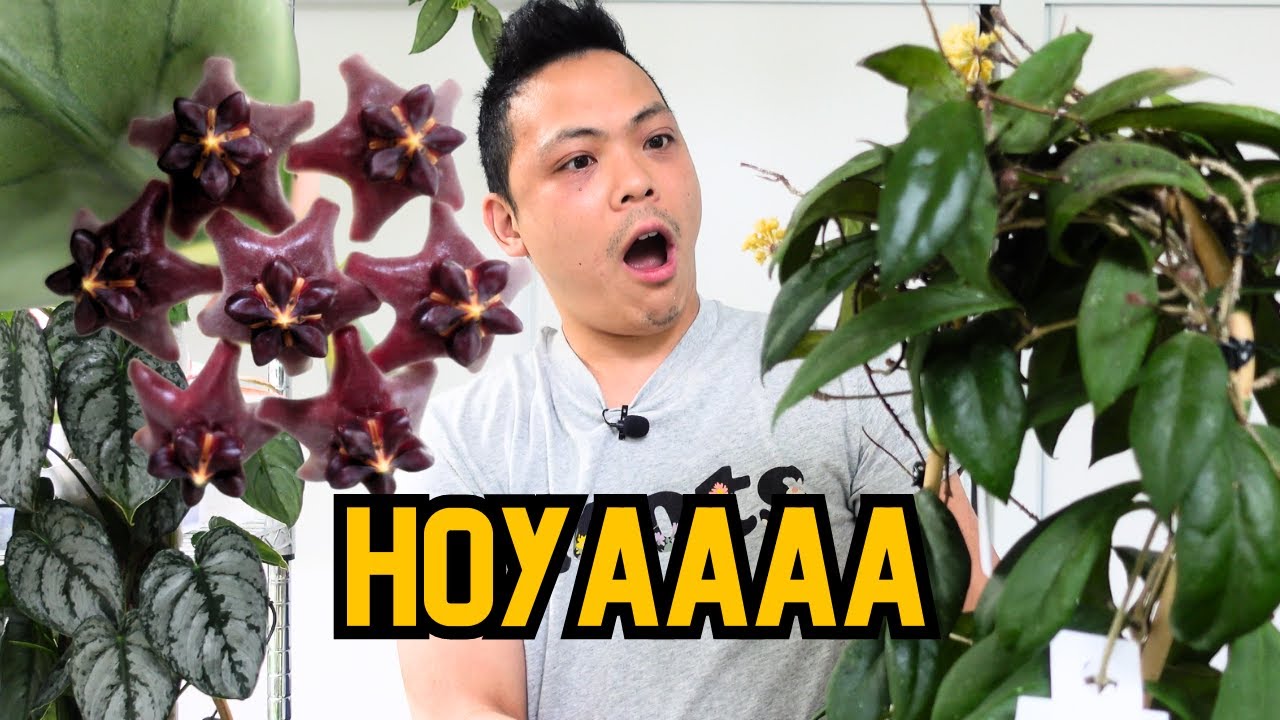 CAN I GET A HOYAAAA 😍 Hoya Plant Chores | repot, flowers, propagations ...
