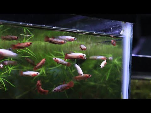 The Tancho spawn is finally marbling! - Baby Betta Update - YouTube