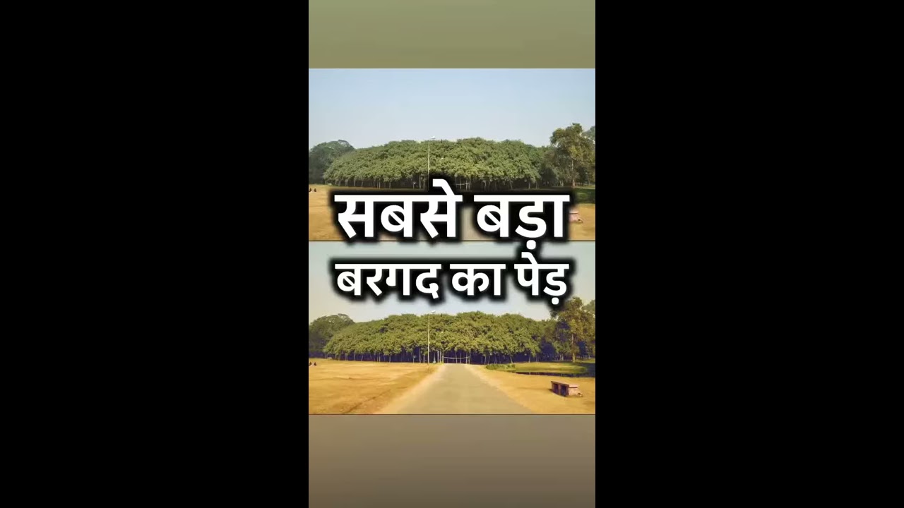 Bharat me Duniya ka sabse bda bargad tree..btao kitna bda hai. - YouTube