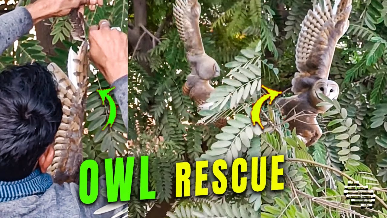 Guy Rescuing an Owl Tangled in a Kite String - YouTube