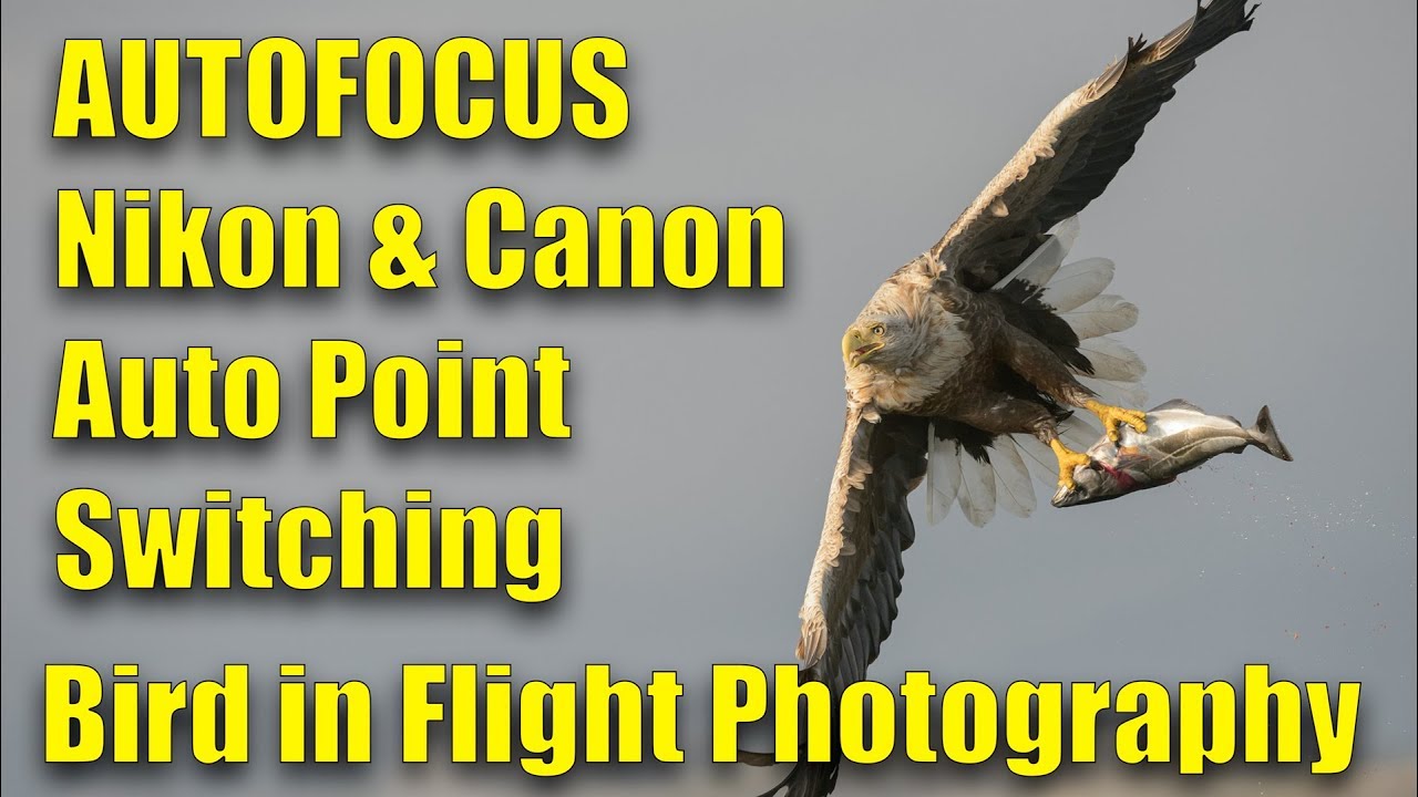 Bird Flight Photography Autofocus: AF Point Switching, Nikon Lies and ...