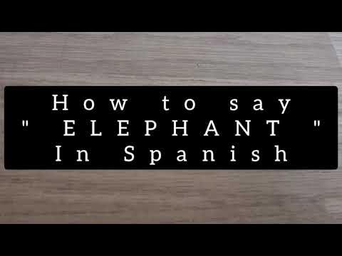 How to say " ELEPHANT " in Spanish! - YouTube