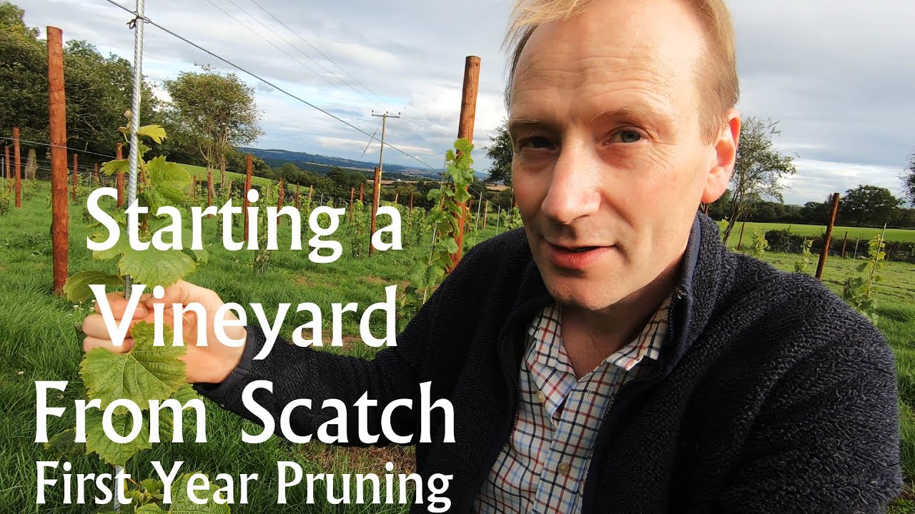 Starting a Vineyard from Scratch. Part 3, First year pruning and ...