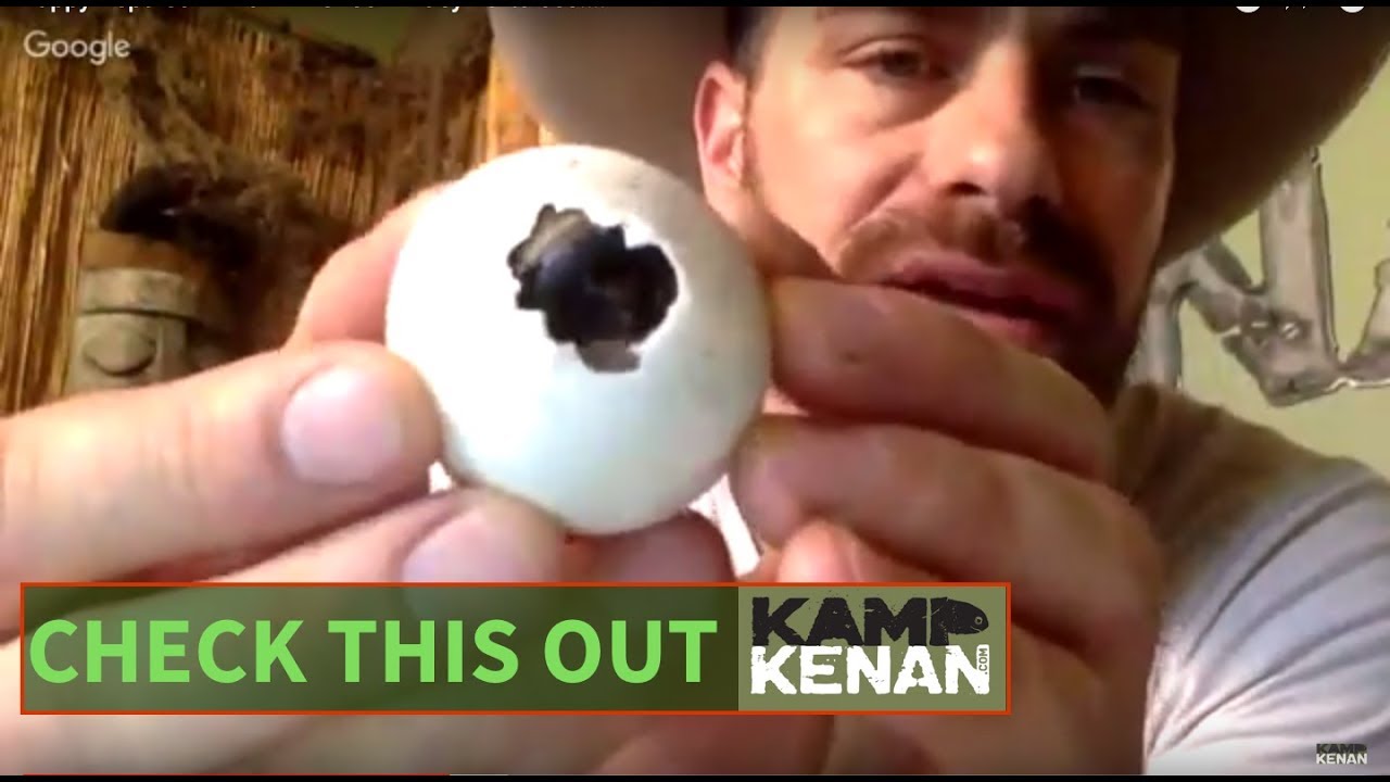 Happy Reptiles in Warm Florida + Baby Tortoises!!!! - YouTube