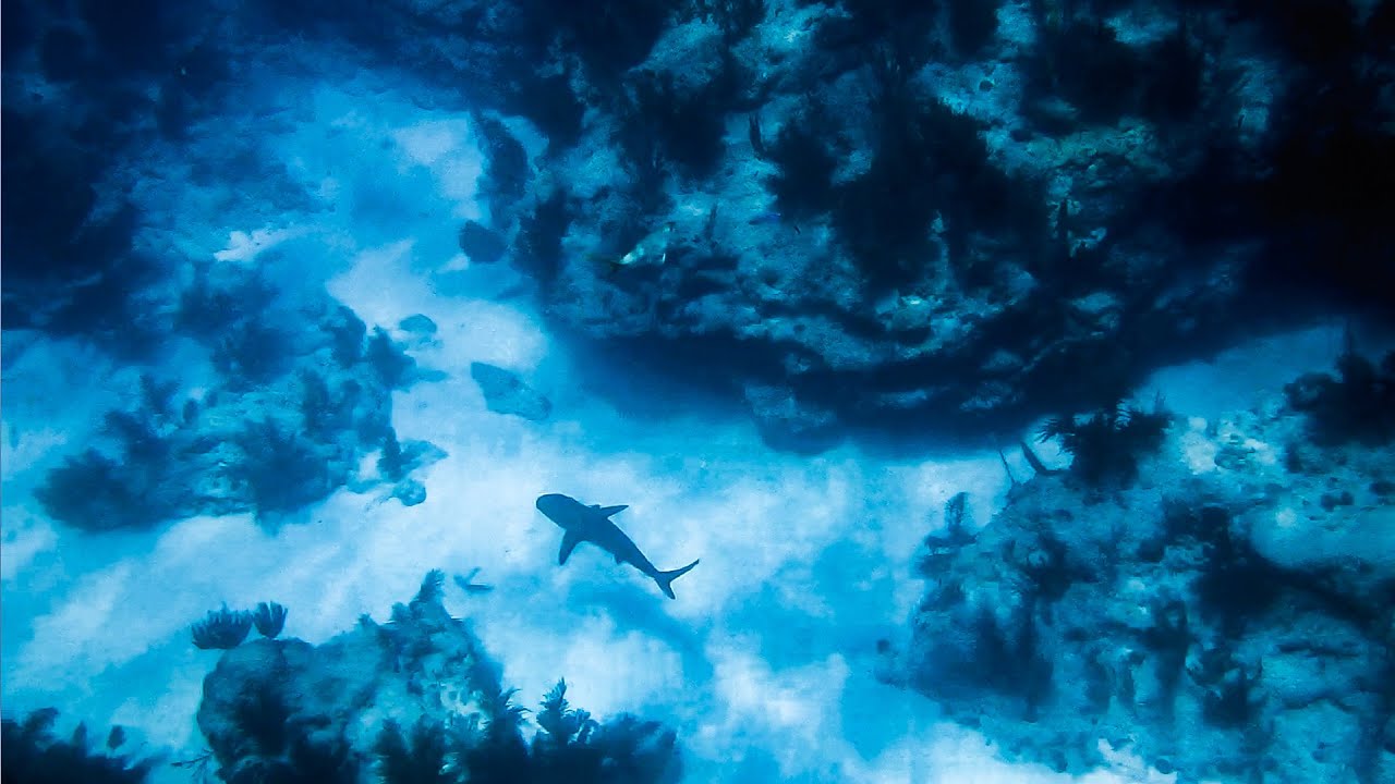 Shark Encounter while Snorkeling in Looe Key Florida - YouTube