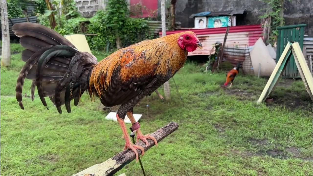 Backyard GameFarm #gamefarm #backyardchickens - YouTube
