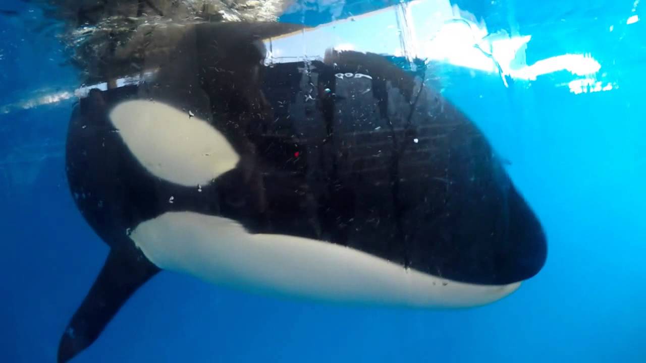 Sea World Movie - YouTube