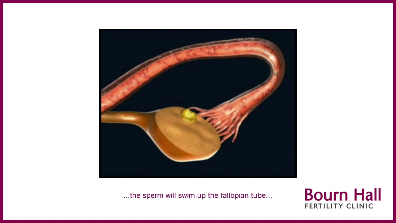 What happens during natural conception - Bourn Hall Clinic - YouTube