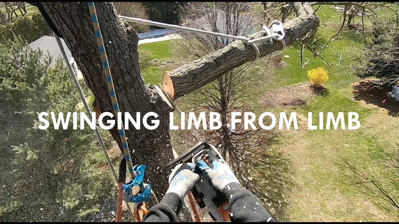 Rigging Down a Sweet Gum Tree - YouTube