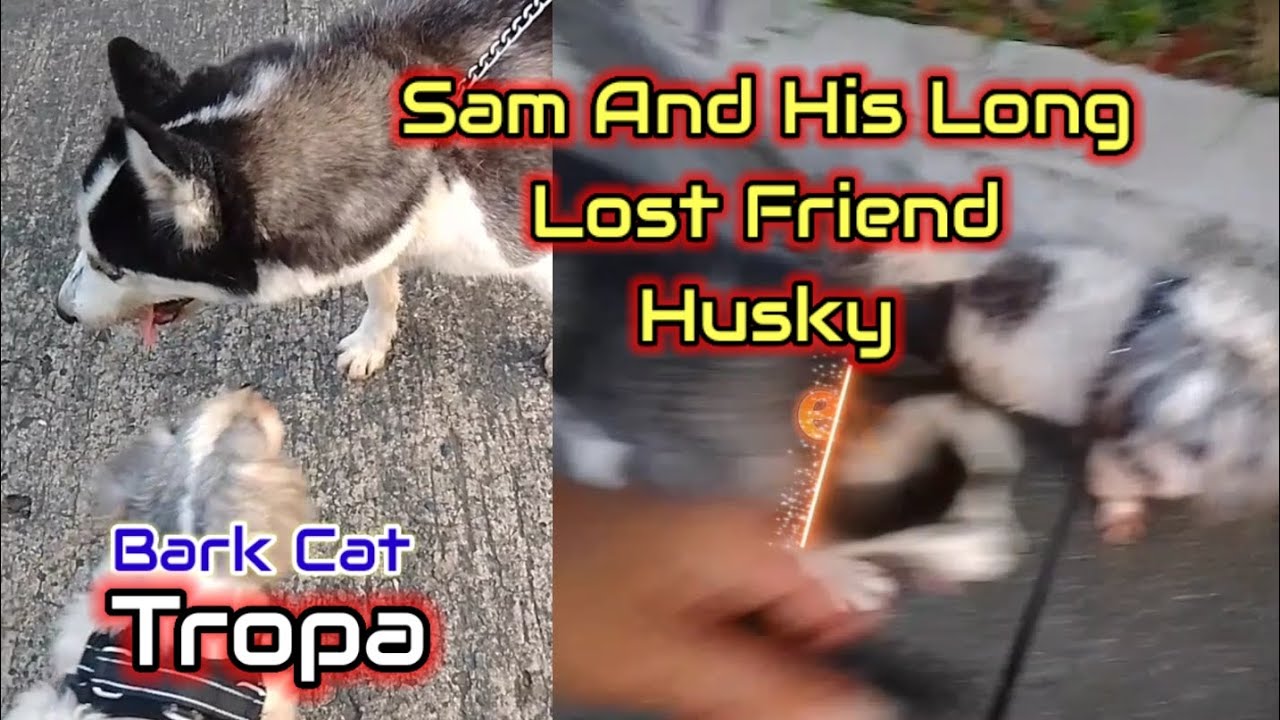 "The Heartwarming Reunion of Sam and His Long-Lost Friend Husky on Our ...