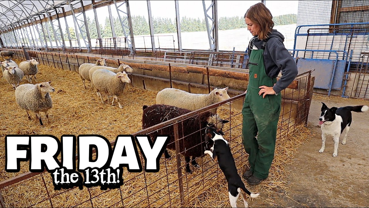Sheep Farming on FRIDAY THE 13TH?? ...what could possibly go wrong ...