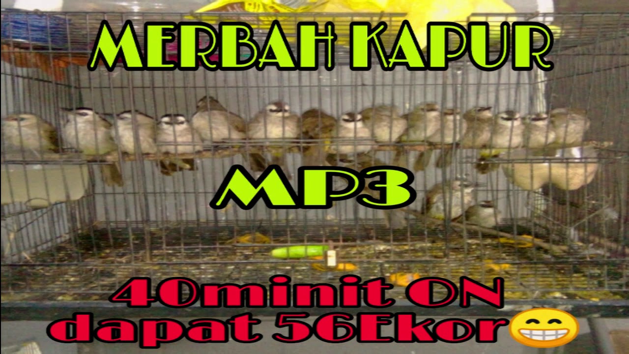 Suara Burung Merbah Kapur | Suara Pikat Burung Trucuk&Trucukan | Sound ...