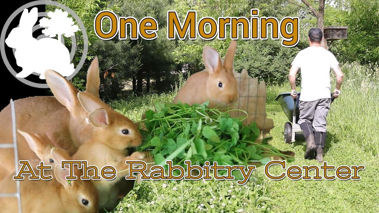 One Morning At The Rabbitry Center - YouTube