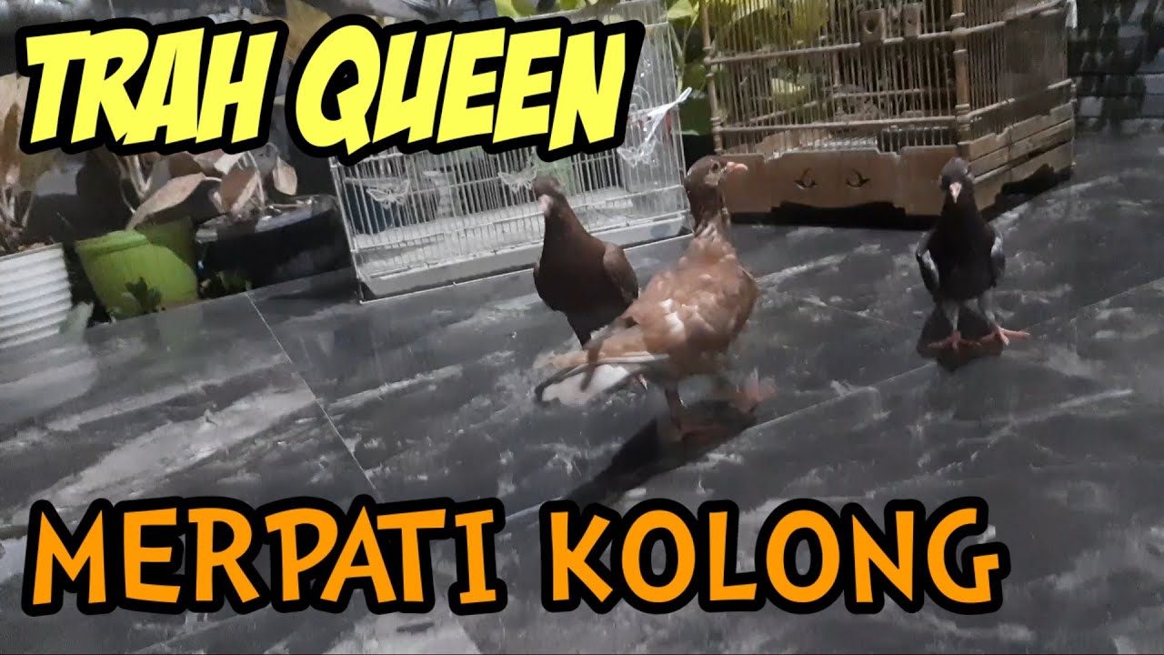 PIYIK MERPATI TRAH QUEEN // TEAM KENWOOD // TEAM BARON // TEAM ELITE ...