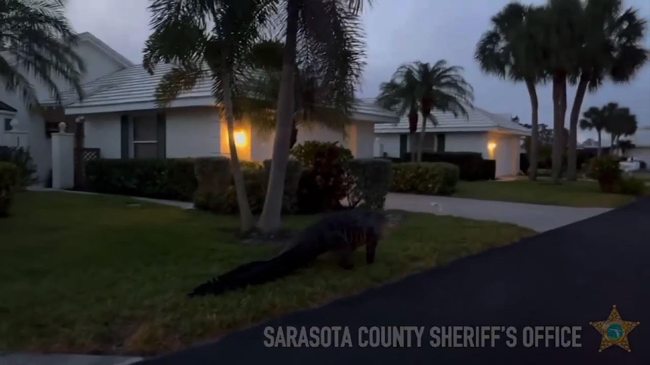 Large alligator crawls through Florida community - YouTube