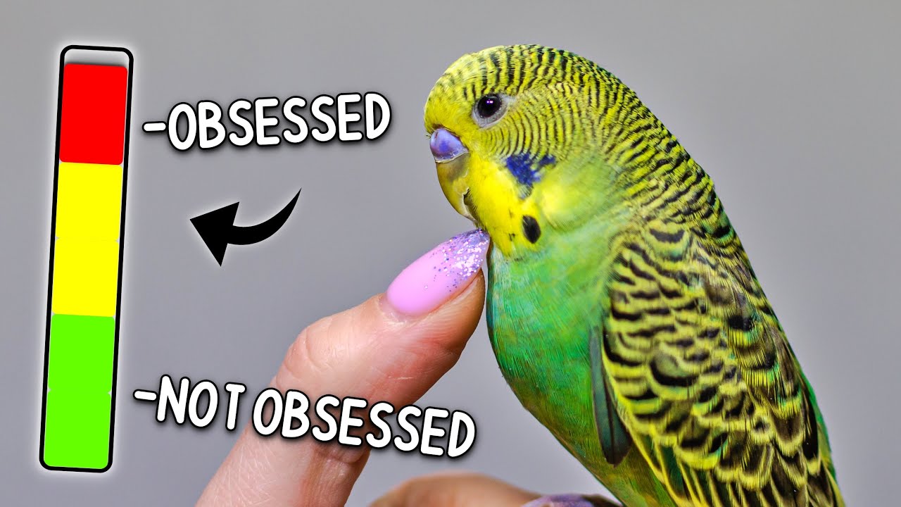 7 Signs Your Bird is OBSESSED with You - YouTube