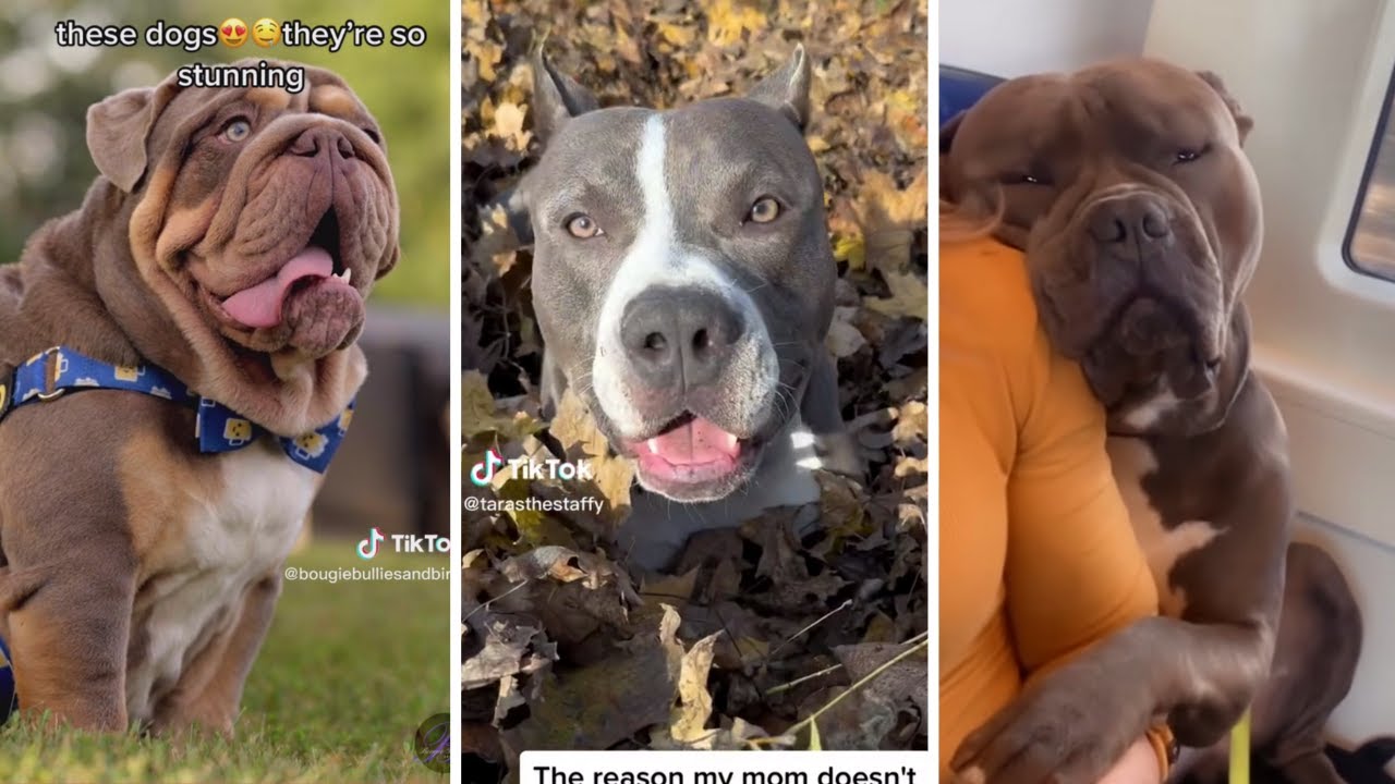 The Best Dog Videos of The Year! 🐕 - YouTube