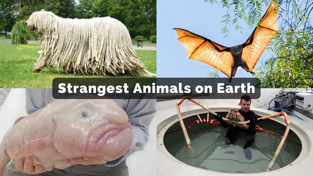 Insane Creatures You Don’t Know Of || Subtitles are available - YouTube