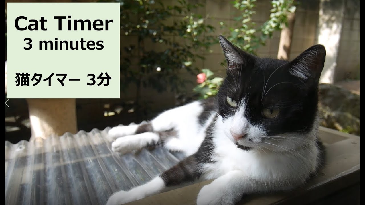 Cat Timer [ 3 minutes ] 猫タイマー [ 3分 ] - YouTube