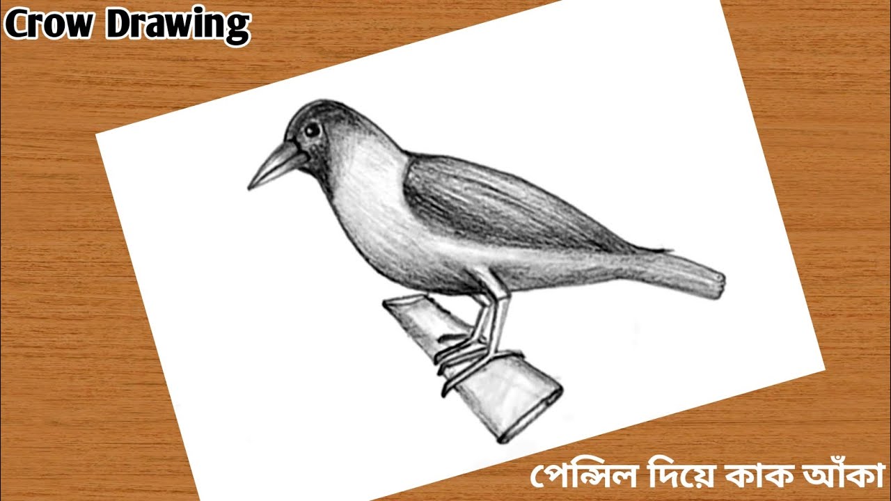 How to draw a crow | How to draw a crow easy | Bird drawing | How to ...