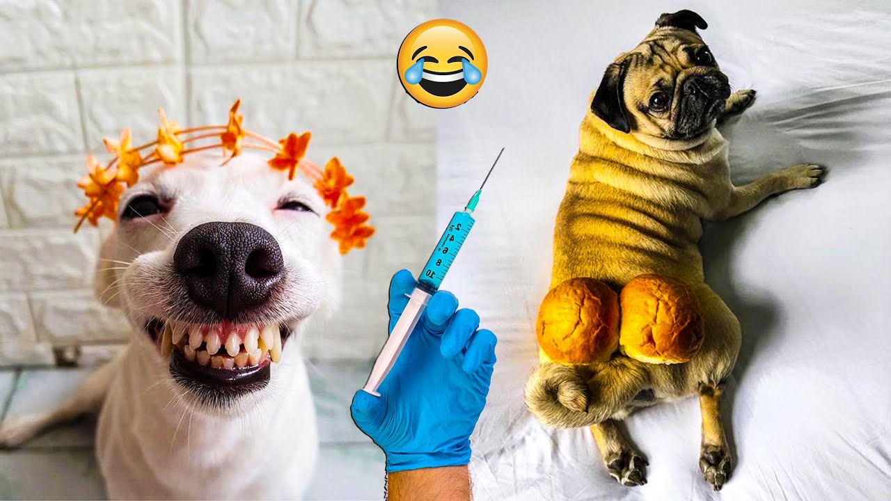 Most FUNNY 😂 DOG Video Ever Made! 🐶Funniest Dog/Animals 🐈 Videos ...