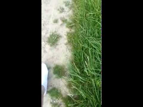 White Socks getting wet and muddy