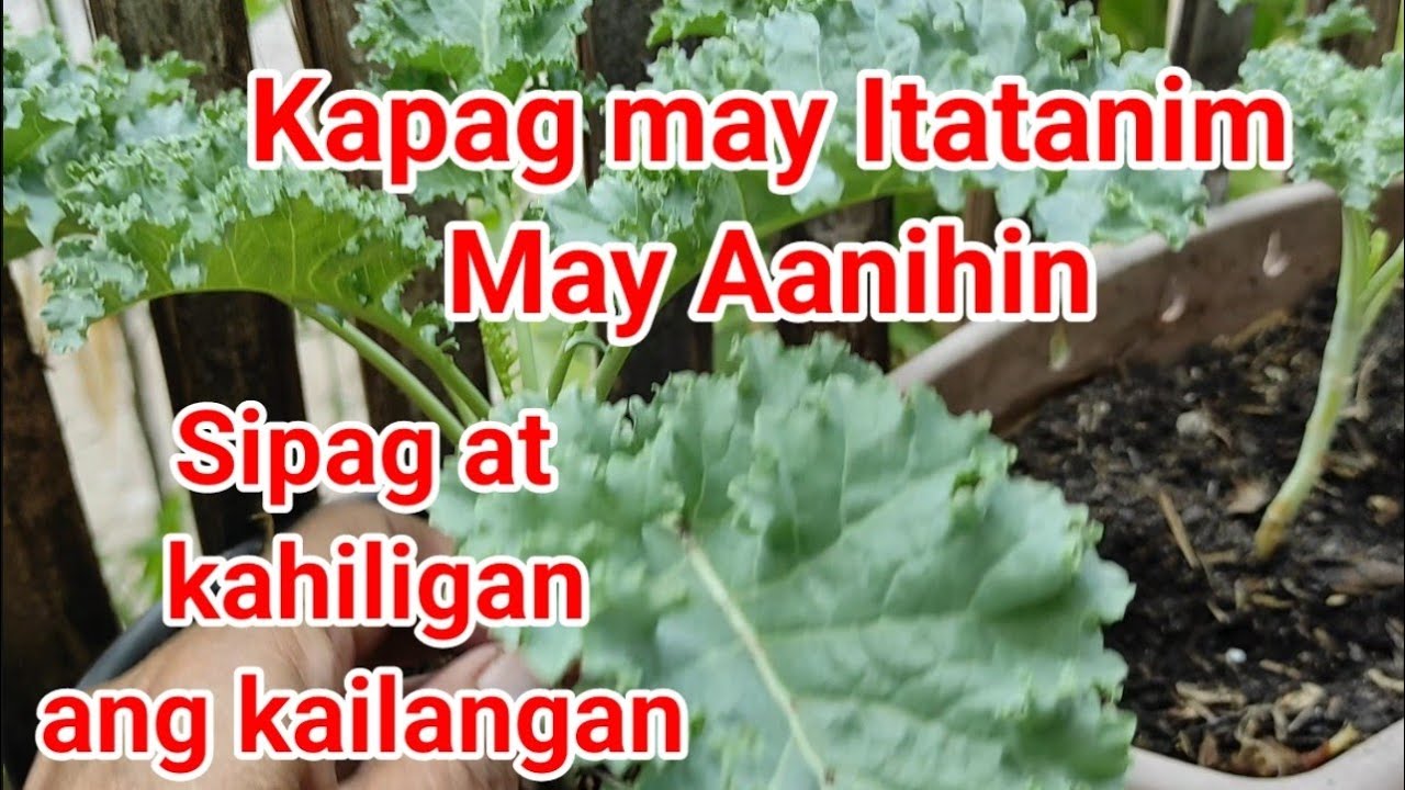 kapag may itatanim may aanihin - YouTube