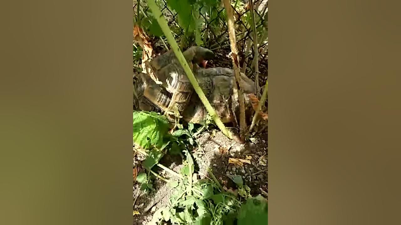 Секс между костенурки - YouTube