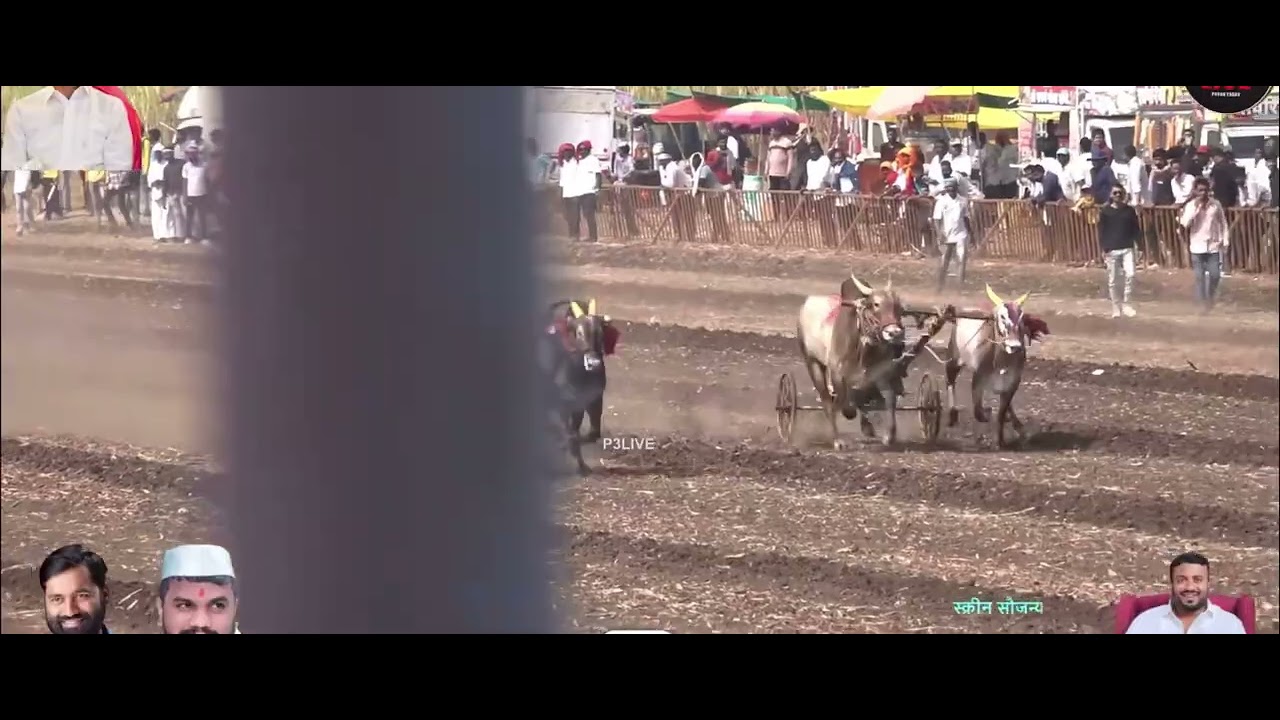 द्वारली करांचा हरण्या & ओम गट पास|P3 live|bailgada sharyat live#बैलगाडा ...