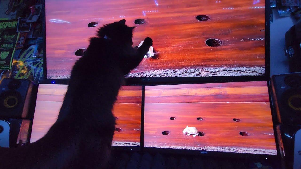 Cute Cat Chasing Mice on TV Screen - YouTube