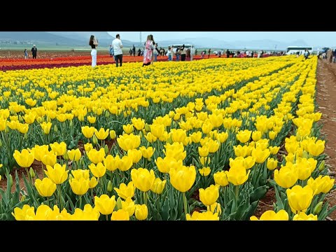 Kızılkuyu köyü Lale tarlaları Karaman TURKİYE