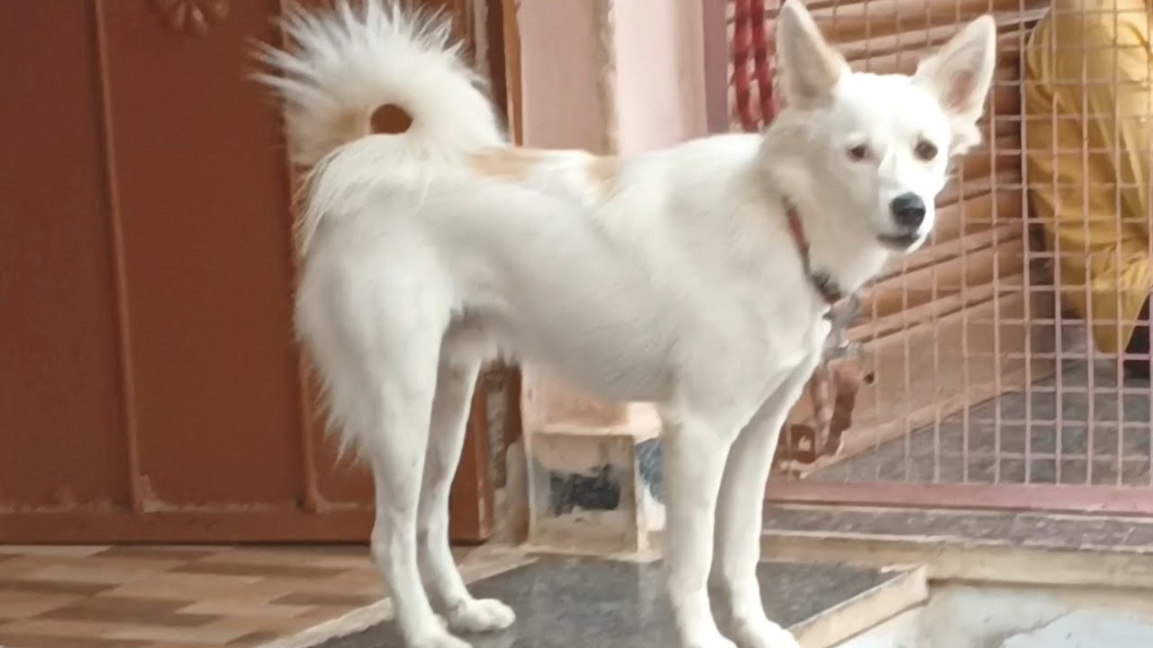 Street dog barking sound effect || 51k barking 🐶 sound - YouTube