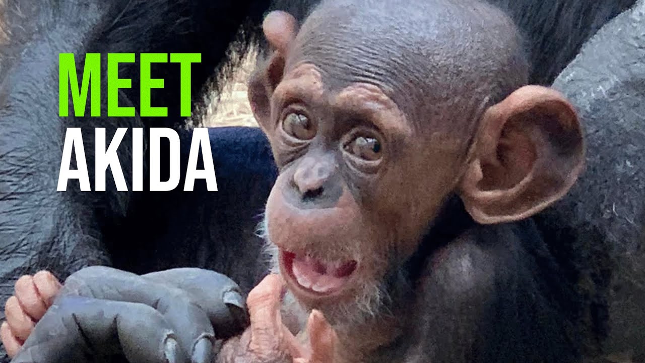 Meet Akida! - YouTube