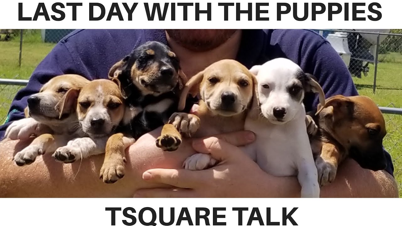 LAST DAY WITH THE PUPPIES! - YouTube