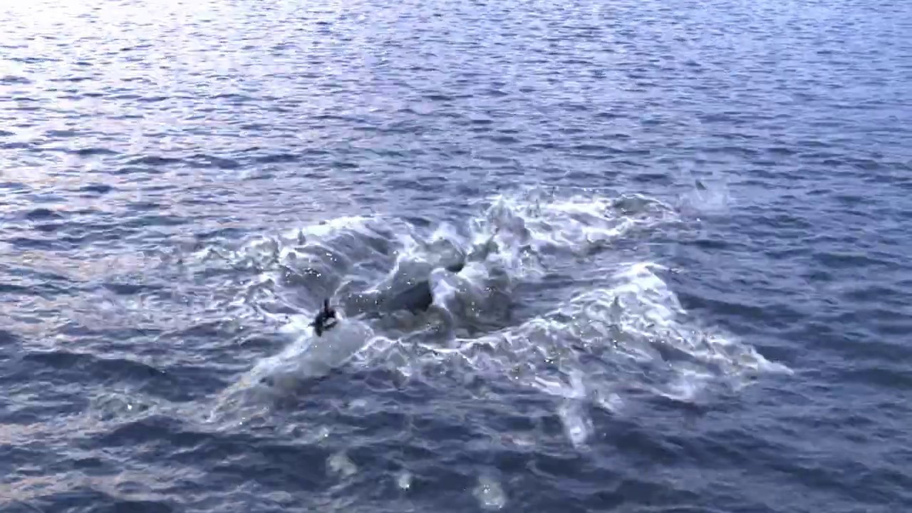 Houdini Lessons on Oceans and Flips - YouTube