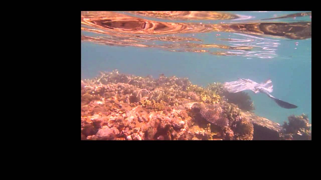 Snorkelling in Fitzroy Lagoon 1770 Great Barrier Reef - YouTube