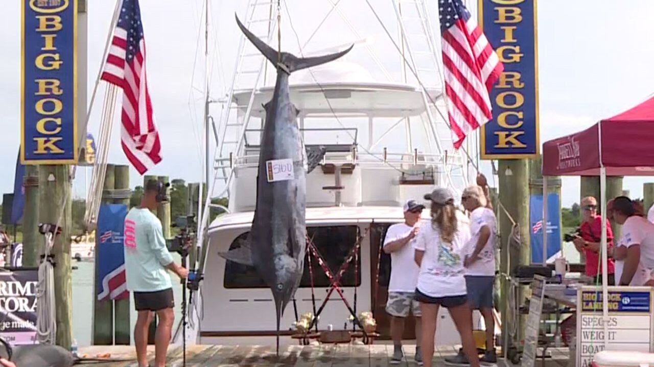 ‘Game Time’ takes Big Rock lead with 516-pound catch - YouTube