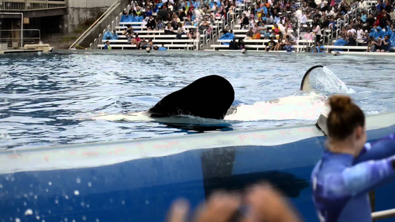 Shamu will get you wet! - YouTube