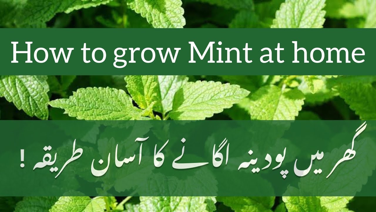 How to grow mint at home | Grow mint at home | Preparing soil for mint ...