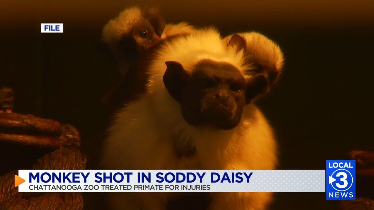 UPDATE: Monkey shot by Soddy-Daisy woman after attacking her; animal ...