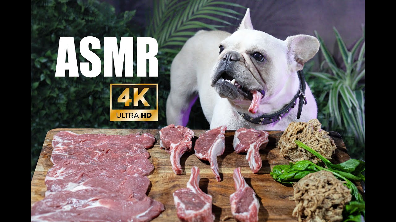 ASMR French Bulldog Eating Raw Lamb Cutlets, Beef Schnitzel & BBQ ...