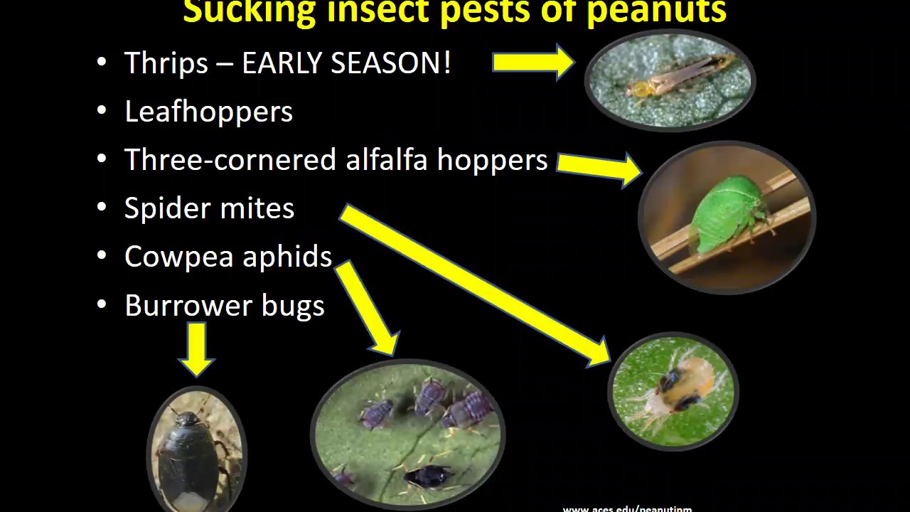 AL Crops Webinars - Insect Control in Peanuts - Ayanava Majumdar ...