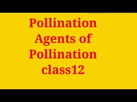 Pollination/Agents of pollination/class 12/NCERT/sexual reproduction in ...