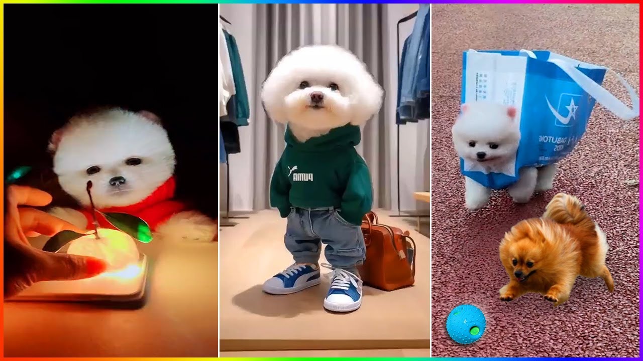 Cute Pomeranian Puppies Doing Funny Things || Pomeranian Mini #9 - YouTube