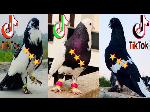 Tiktok pigeon 👑 || kabootar tiktok status || pigeon reals || kabutar short video